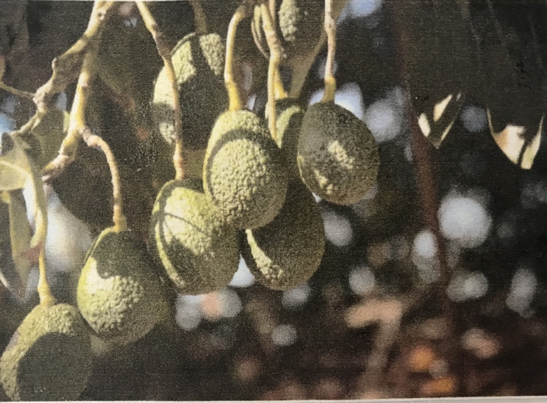 Avocados_tree – Fallbrook Historical Society