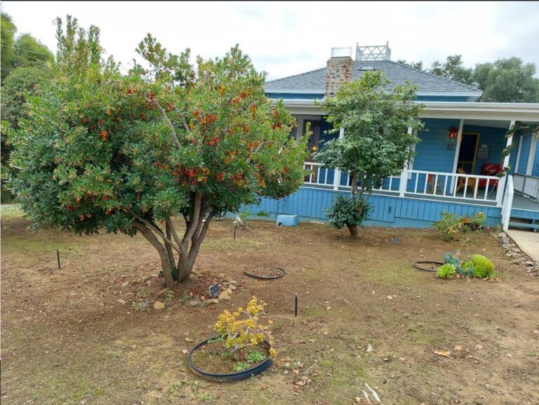 Pittenger House Trees – Fallbrook Historical Society